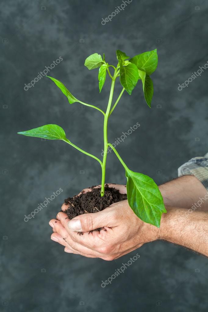 Hands holding a plant growing — Stock Photo © blackboard1965G #48035003