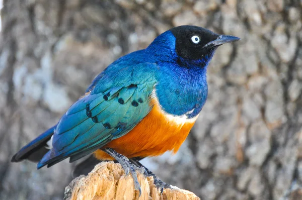 Horizon bird Stock Photos, Royalty Free Horizon bird Images | Depositphotos