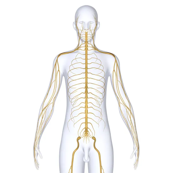 Nervous System Diagram Unlabeled