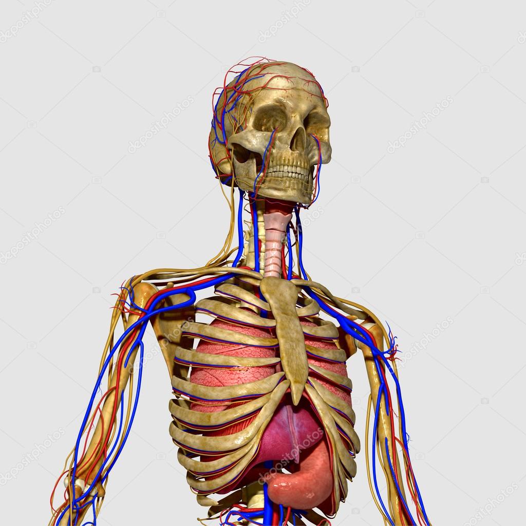 Human Anatomy — Stock Photo © sciencepics #47863595