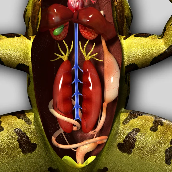 Frog dissection Stock Photos, Royalty Free Frog dissection Images ...