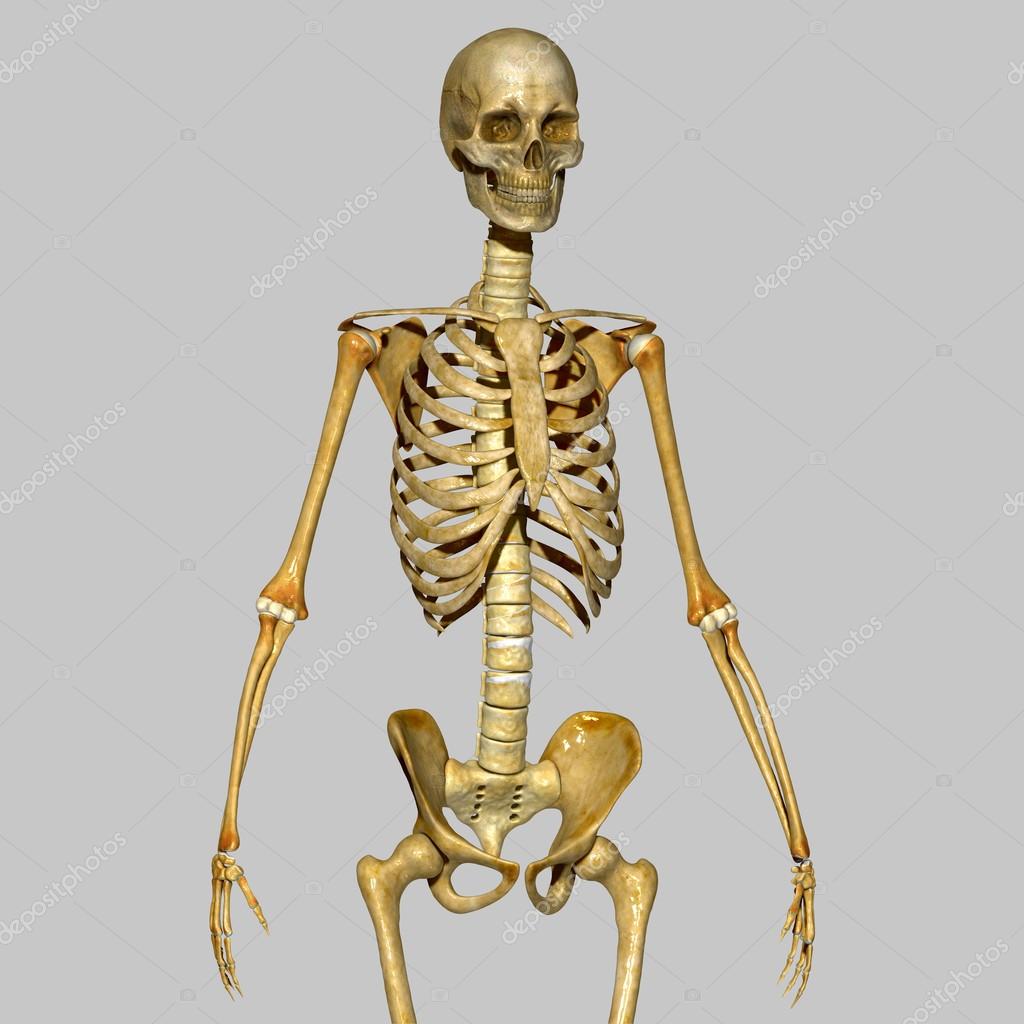 Skeleton — Stock Photo © sciencepics #47878825