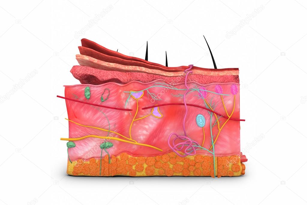 Skin — Stock Photo © sciencepics #47878901