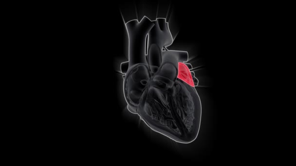 12,573 Human heart Videos, Royalty-free Stock Human heart Footage ...