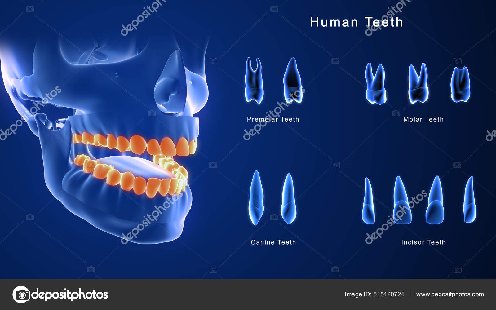 Illustration Human Teeth — Stock Photo © sciencepics #515120724