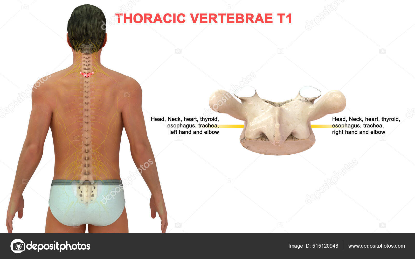Illustration Human Vertebrae Stock Photo by ©sciencepics 515120948