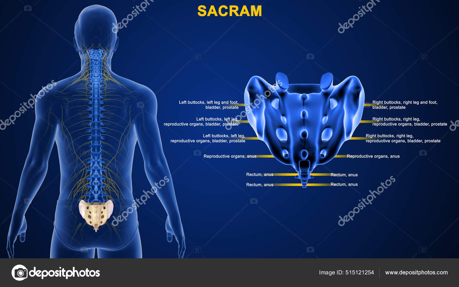 Illustration Human Vertebrae Sacral Stock Photo by ©sciencepics 515121254