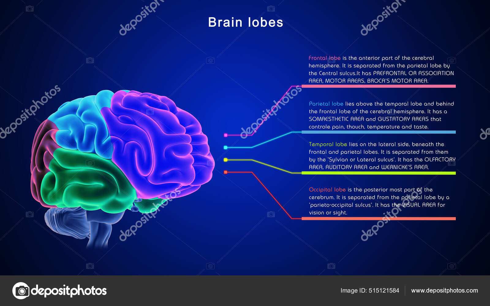 Illustration Brain Lobes — Stock Photo © sciencepics #515121584