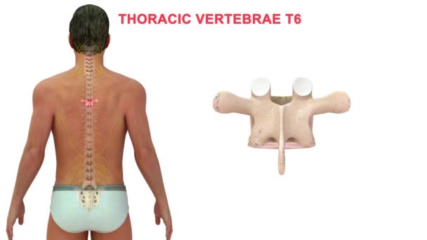 Vertebrae Human Vertebral Column Divided Different Regions Which ...