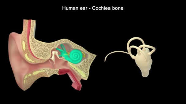 71 Middle ear anatomy Videos, Royalty-free Stock Middle ear anatomy ...