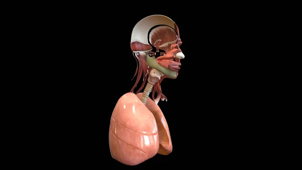 Human viscera Stock Photos, Royalty Free Human viscera Images ...