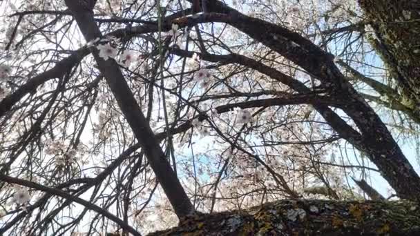 322 Bloeiende amandel bomen Videos, Royalty-free Stock Bloeiende ...