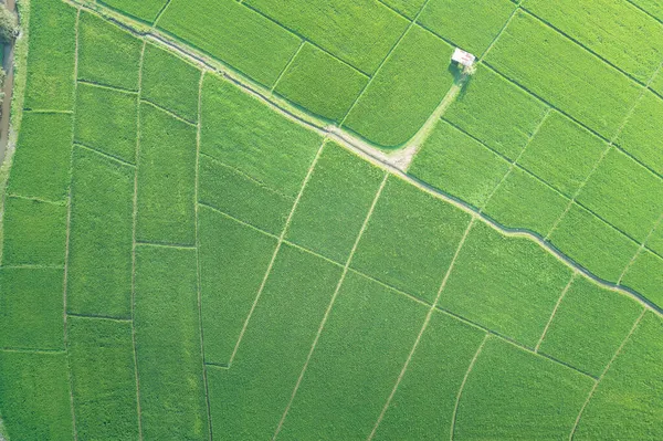 Land Landscape Green Field Aerial View Plot Land Earth Agriculture ...