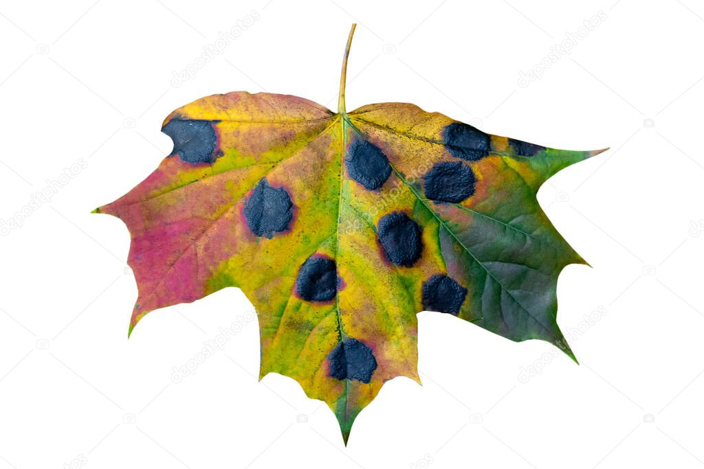 autum maple leave with tar spot, fall leave background, color gradient ...