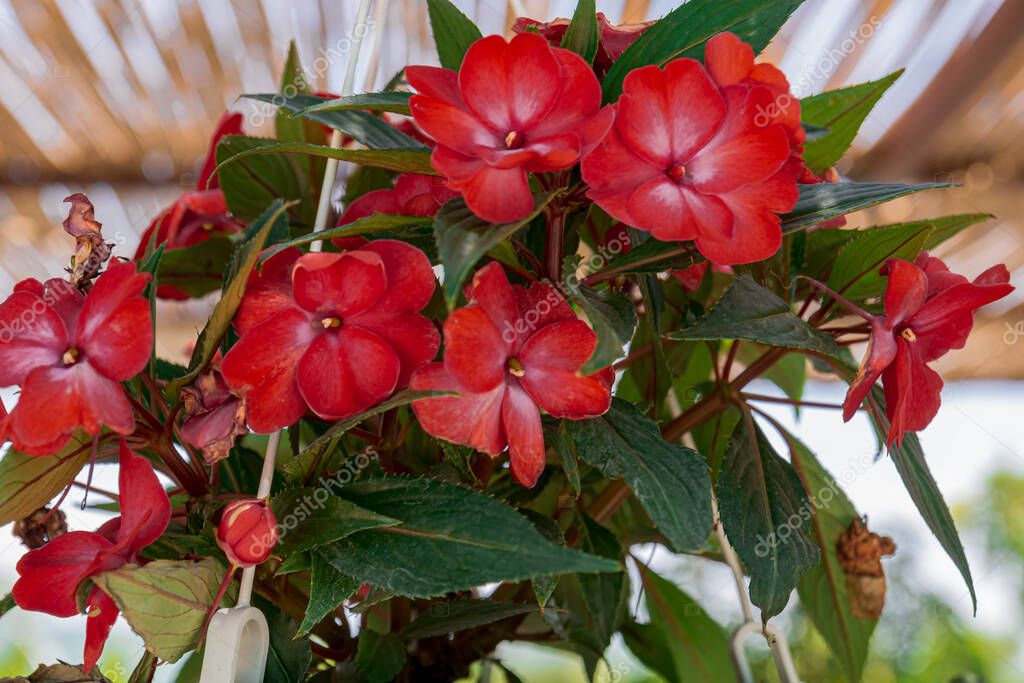 Impatiens hawkeri es una especie de planta fanerógama perteneciente a ...
