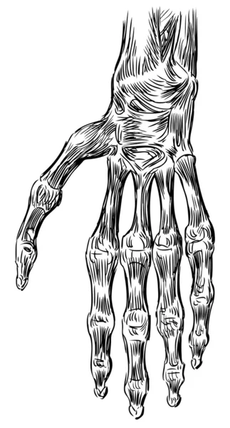 42,413,924 Appendages Vector Images | Depositphotos