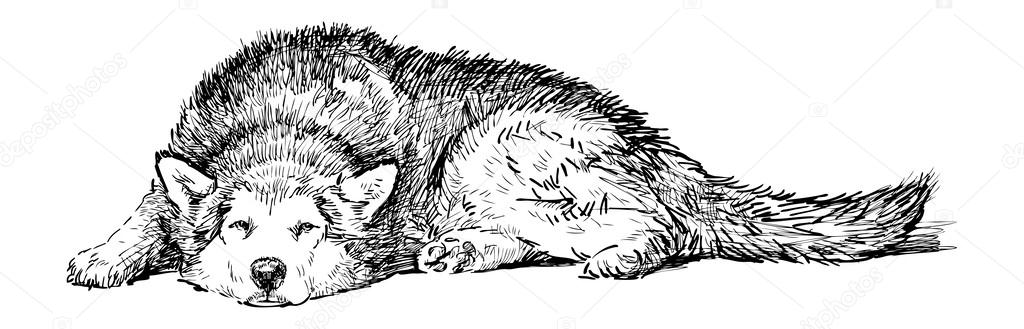 Siberian husky drawing Vector Art Stock Images | Depositphotos