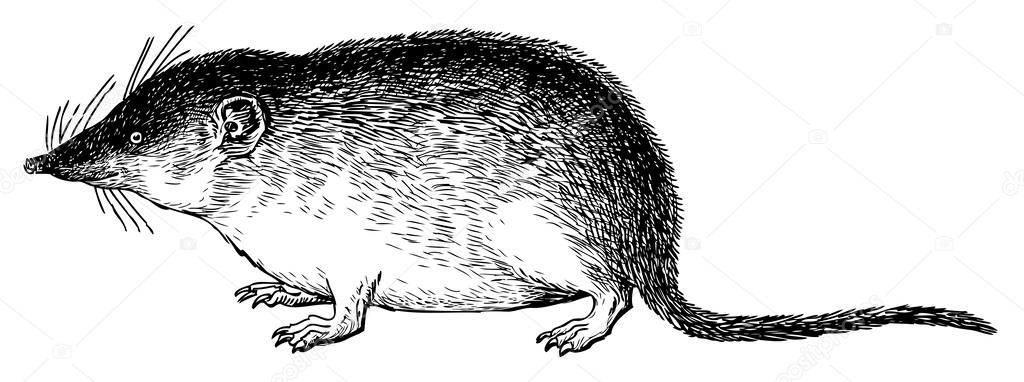 Muskrat Drawing