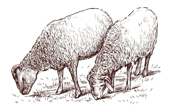 Two Sheep Drawing