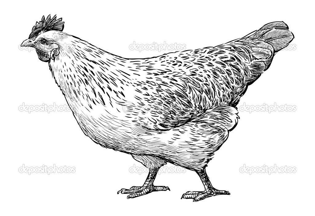 esquisse d'une poule — Image vectorielle alekseimakarov © #47163013