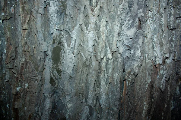 Tree subsidence Stock Photos, Royalty Free Tree subsidence Images ...