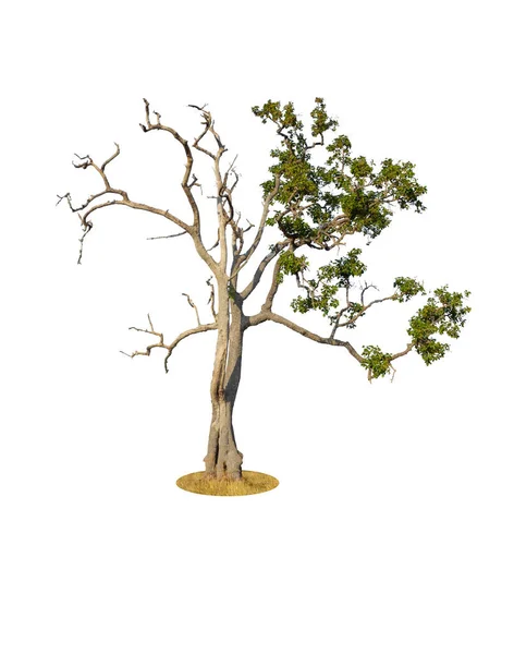 ⬇ Скачать картинки Balsa arbre, стоковые фото Balsa arbre в хорошем ...