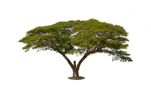 South african tree Stock Photos, Royalty Free South african tree Images ...