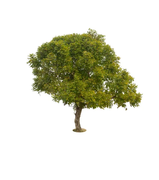 Baby tree Stock Photos, Royalty Free Baby tree Images | Depositphotos