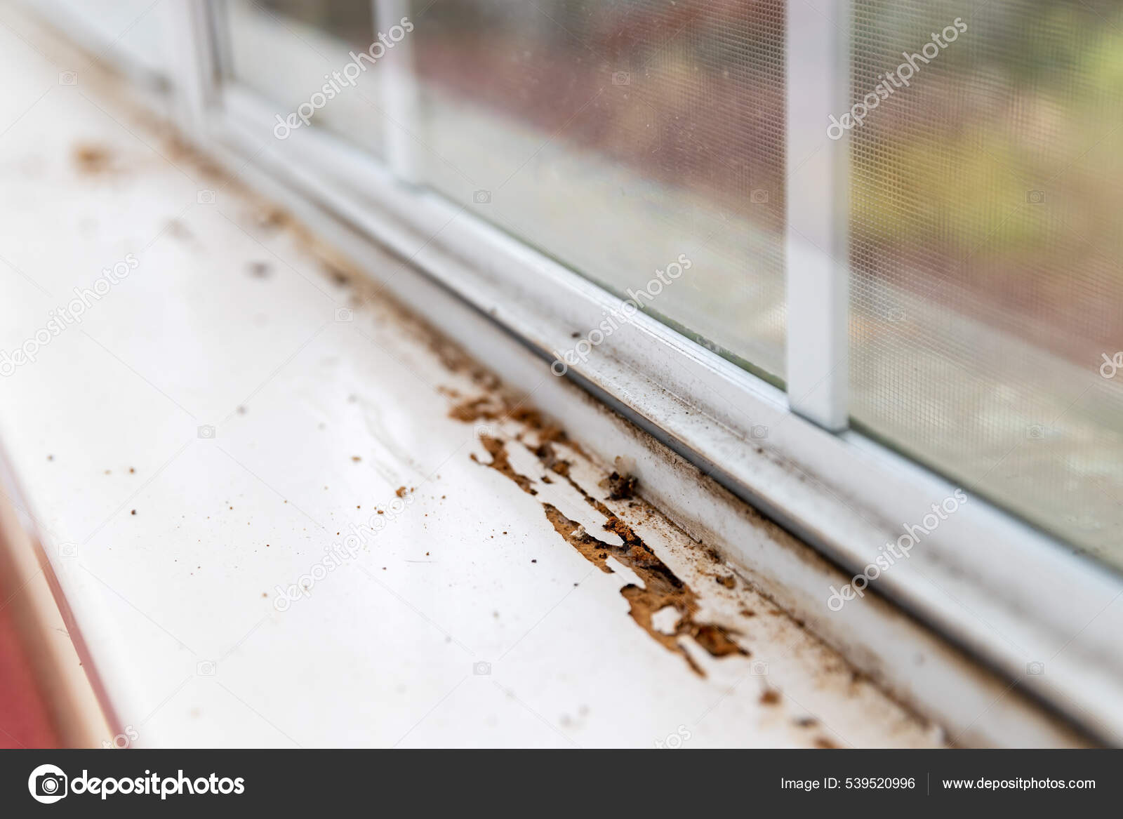 Termite Damage Visible Window Sill House — Stock Photo © C5Media #539520996