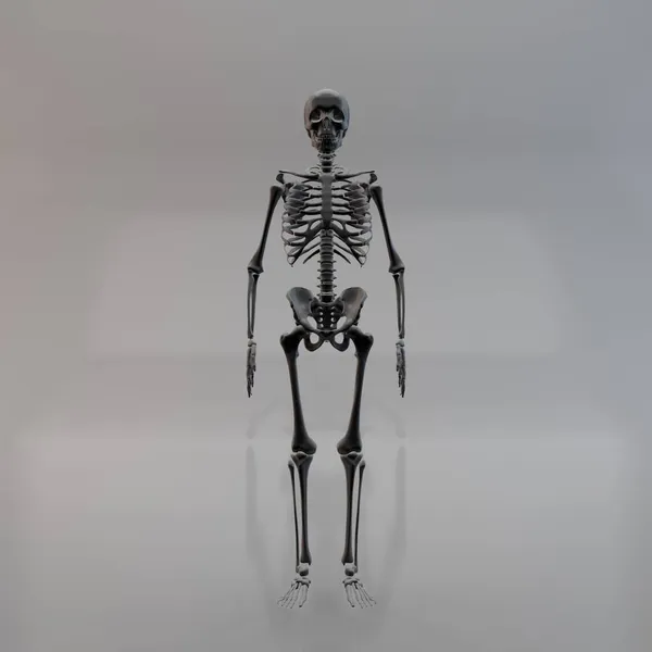 Human skeleton 3d Stock Photos, Royalty Free Human skeleton 3d Images ...