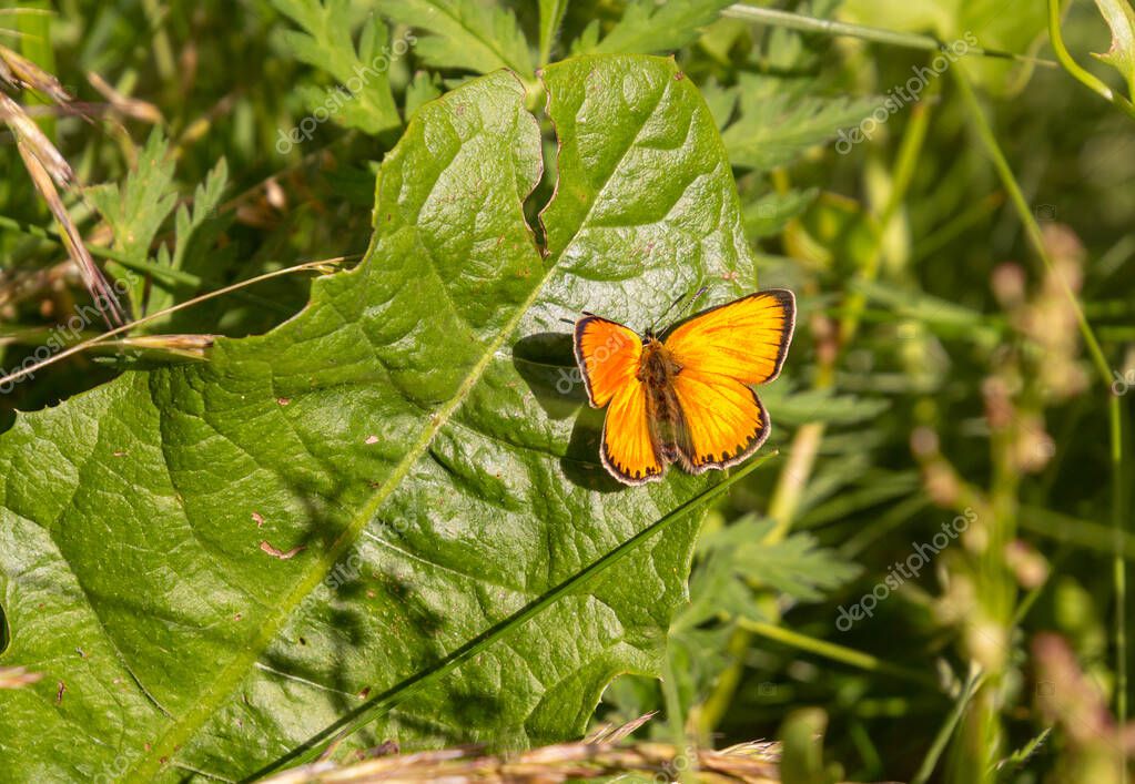 mariposa masculina de cobre escaso (Lycaena virgaureae) en el prado montañoso de Pfossental ...