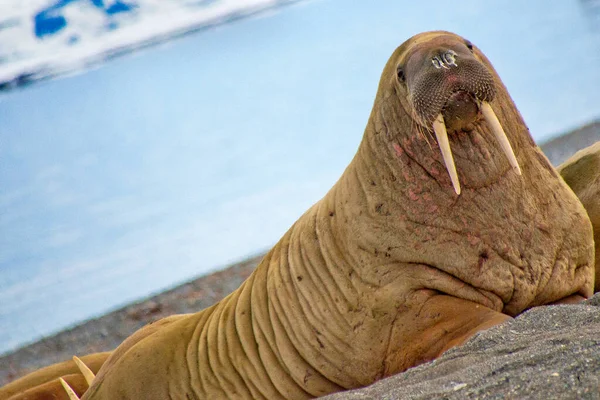 Fotos de La morsa, Imagens de La morsa sem royalties | Depositphotos