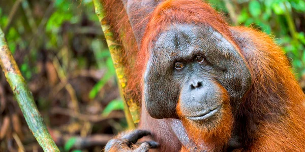 Borneo animals Stock Photos, Royalty Free Borneo animals Images ...