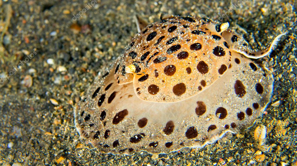Sea Slug, Moon-Heaoed Sidegill Slug, Euselenops luniceps, Lembeh, North ...