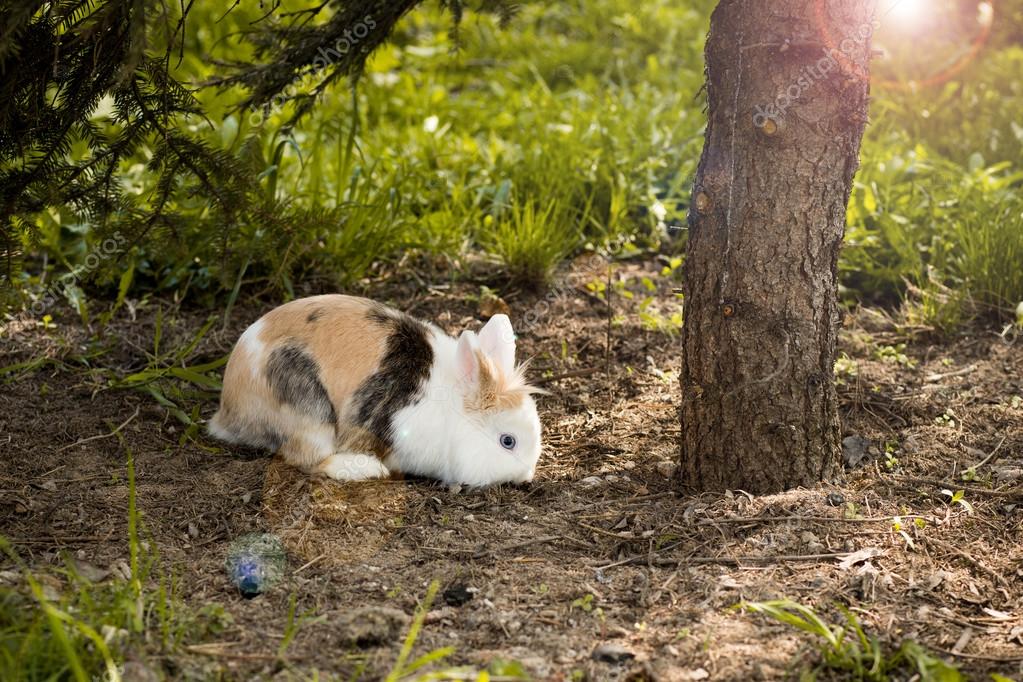 Snowshoe Hare in summer colours feeding on grass — Stock Photo © sashr ...