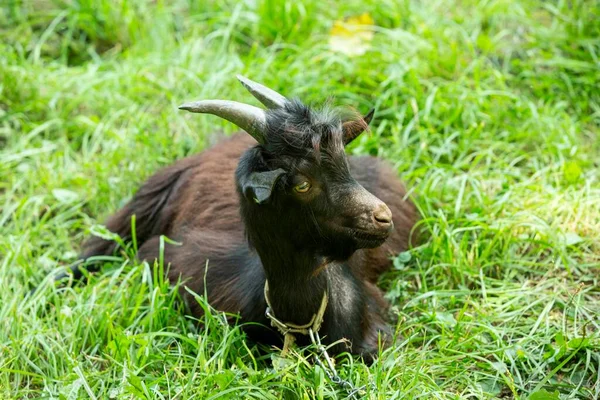 Goat poop Stock Photos, Royalty Free Goat poop Images | Depositphotos