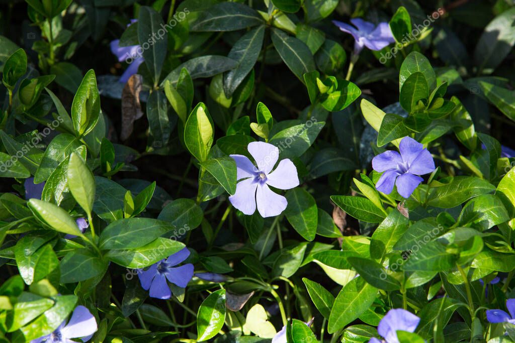 Vinca minor (nombre común periwinkle menor, periwinkle enano, perwinkle pequeño, perwinkle común ...