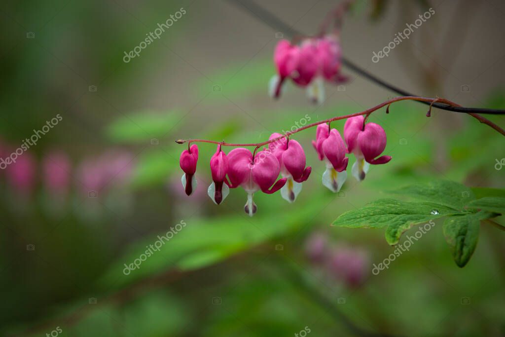 Primer plano de las flores de color rosa brillante de la planta de ...
