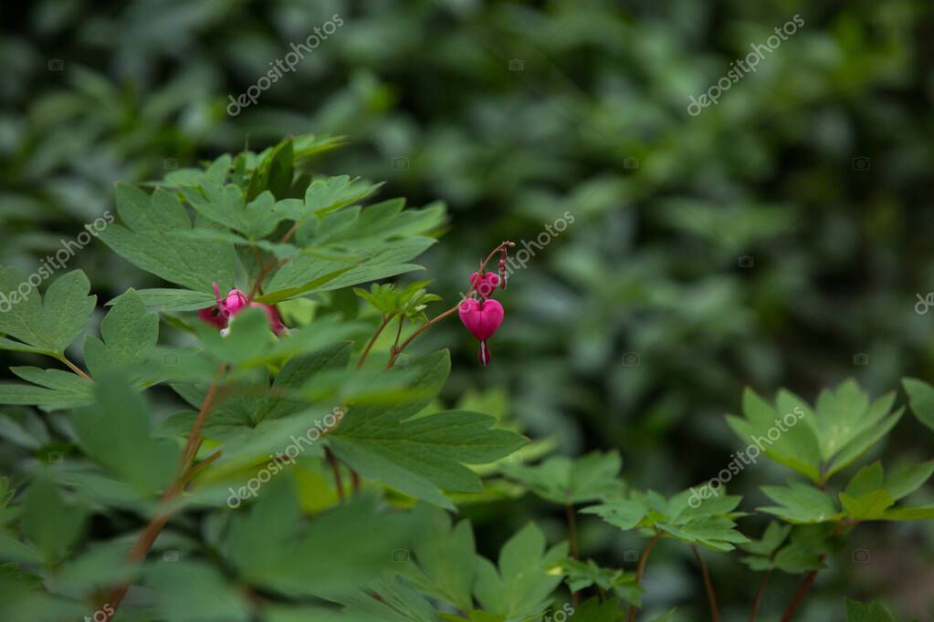 Primer plano de las flores de color rosa brillante de la planta de ...