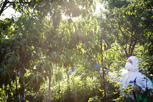 The process of treating plants with pesticides. Farmer in protective ...