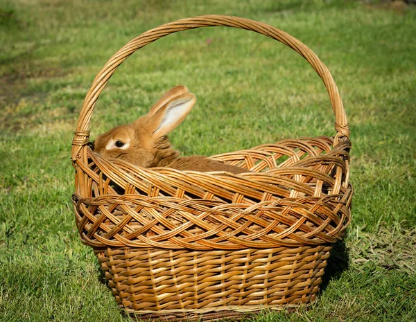 New Year with pets. Rabbit symbol of 2023 in a wicker basket. Holidays ...