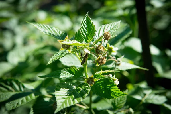 Blooming raspberries on the farm. Raspberry flowers. Blooming ...