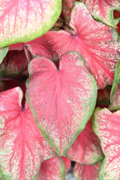 Heart shaped caladium Stock Photos, Royalty Free Heart shaped caladium ...