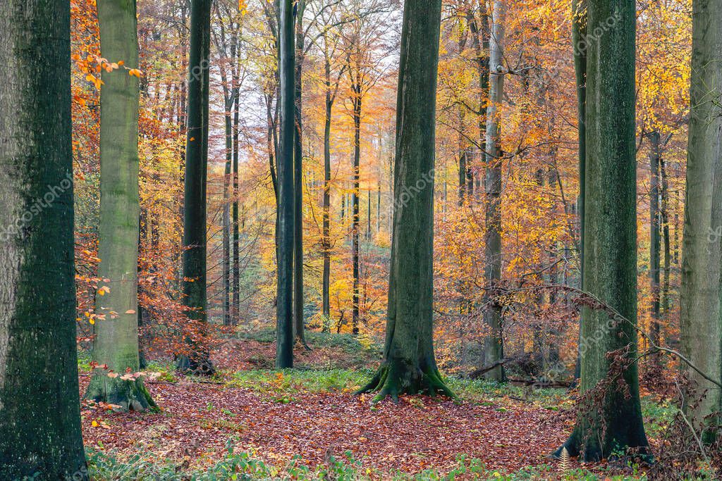Bosque de haya europeo de crecimiento antiguo (Fagus sylvatica) con ...