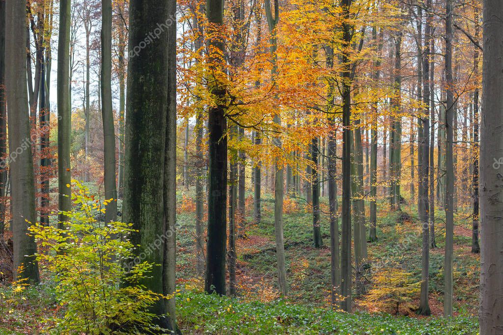 Bosque de haya europeo de crecimiento antiguo (Fagus sylvatica) con ...