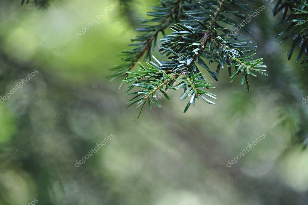 Abies alba o abeto plateado europeo árbol de coníferas siempreverdes ...
