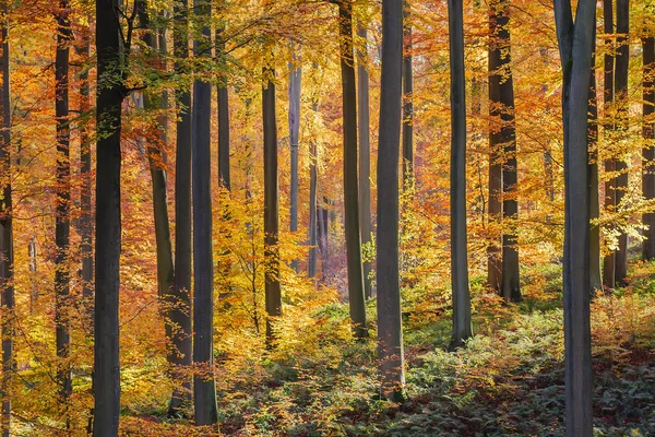 Antiguo puesto de madera de haya (Fagus sylvatica) en el bosque oto al ...
