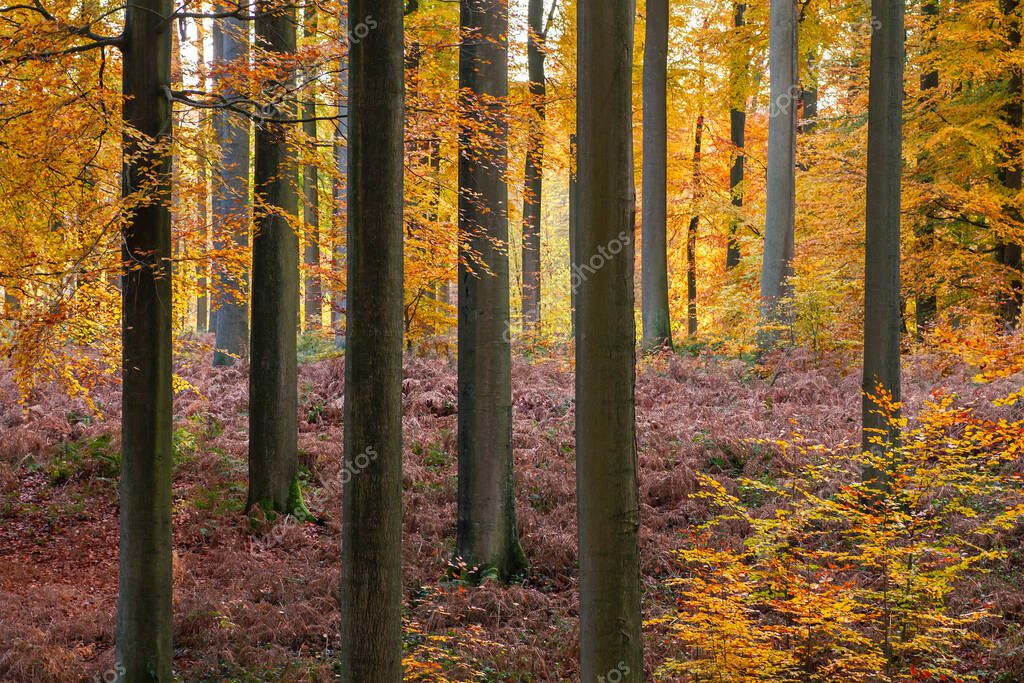 Antiguo puesto de madera de haya (Fagus sylvatica) en el bosque oto al ...