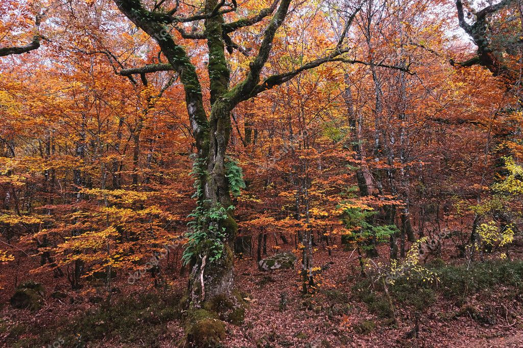 Bosques templados de hoja ancha y mixtos con fagus sylvatica otoñal y ...