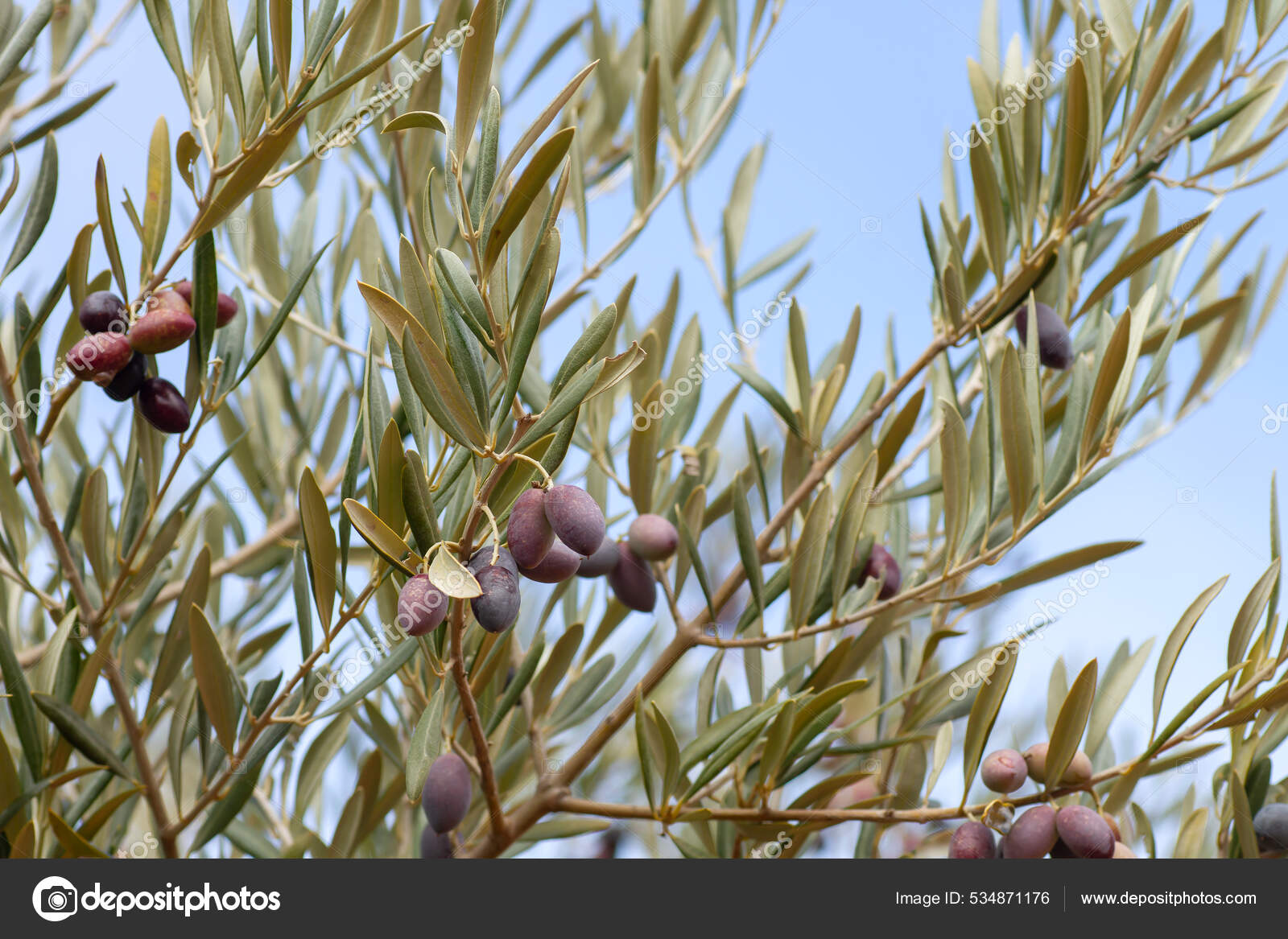Olive Tree Olea Europaea Ripe Fruits Stock Photo by ©jessicahyde 534871176